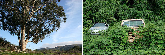 The invasive species war – Follow Me Here…