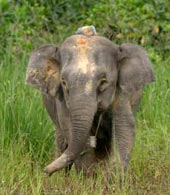 “Extinct” Pygmy Elephants Found Living on Borneo – Follow Me Here…